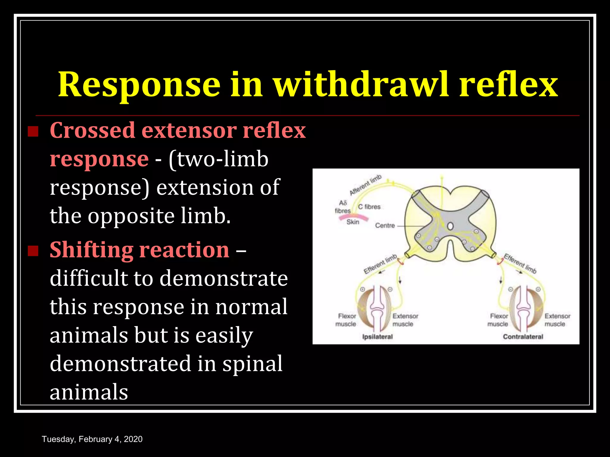 Golgi tendon organ | PPT