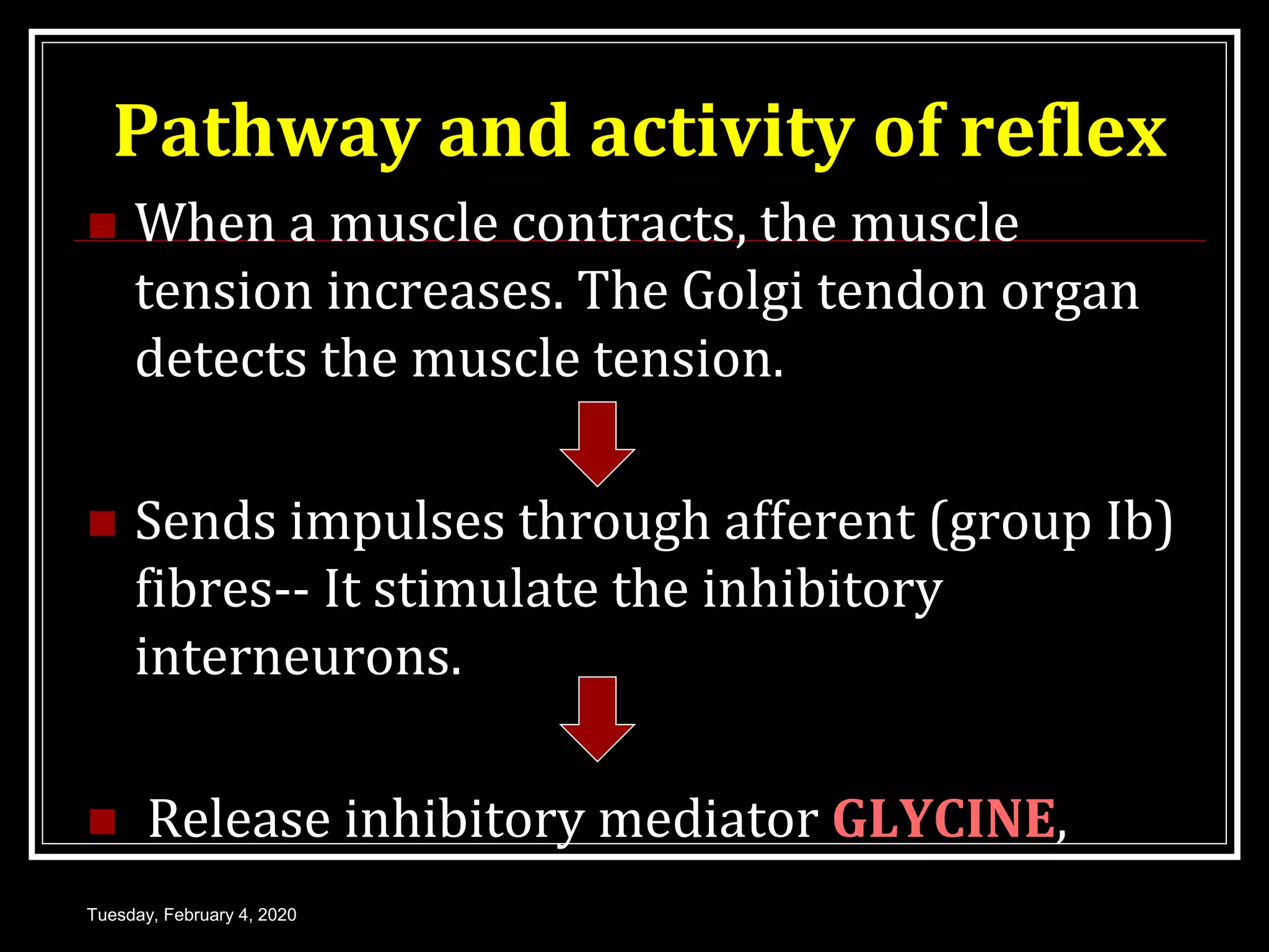 Golgi tendon organ | PPT