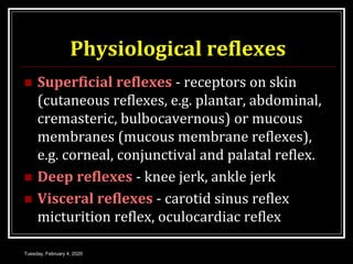 Golgi tendon organ | PPT