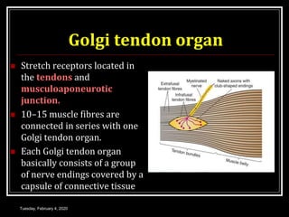 Golgi tendon organ | PPT
