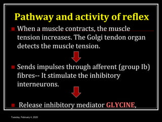 Golgi tendon organ | PPT