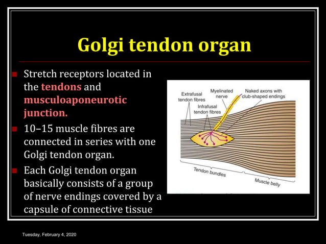 Golgi tendon organ | PPT