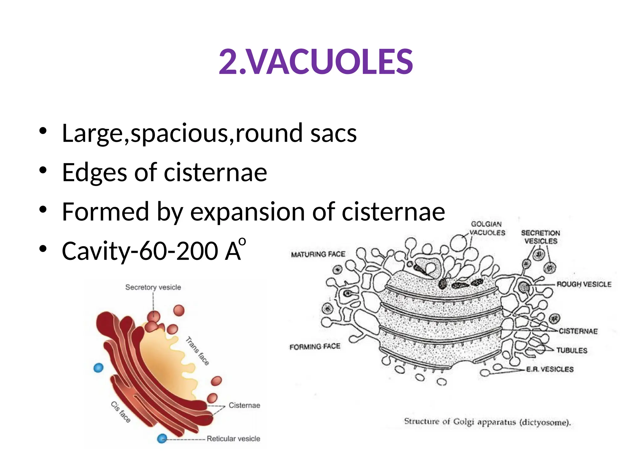 STRUCTURE AND FUNCTIONS OF GOLGI COMPLEX | PPTX