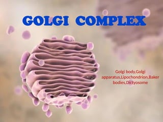 STRUCTURE AND FUNCTIONS OF GOLGI COMPLEX | PPTX
