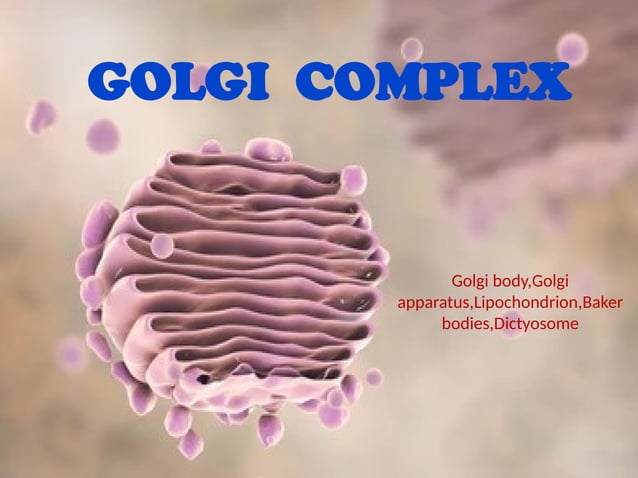 STRUCTURE AND FUNCTIONS OF GOLGI COMPLEX | PPTX