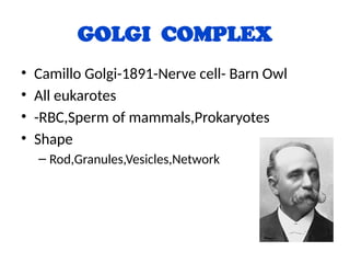 STRUCTURE AND FUNCTIONS OF GOLGI COMPLEX | PPTX