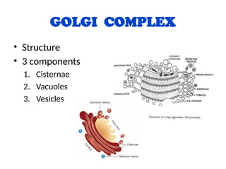 STRUCTURE AND FUNCTIONS OF GOLGI COMPLEX | PPTX
