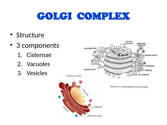 Structure And Functions Of Golgi Complex Pptx