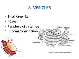STRUCTURE AND FUNCTIONS OF GOLGI COMPLEX | PPTX