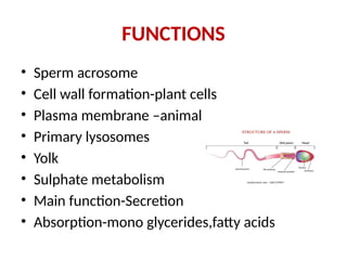 STRUCTURE AND FUNCTIONS OF GOLGI COMPLEX | PPTX