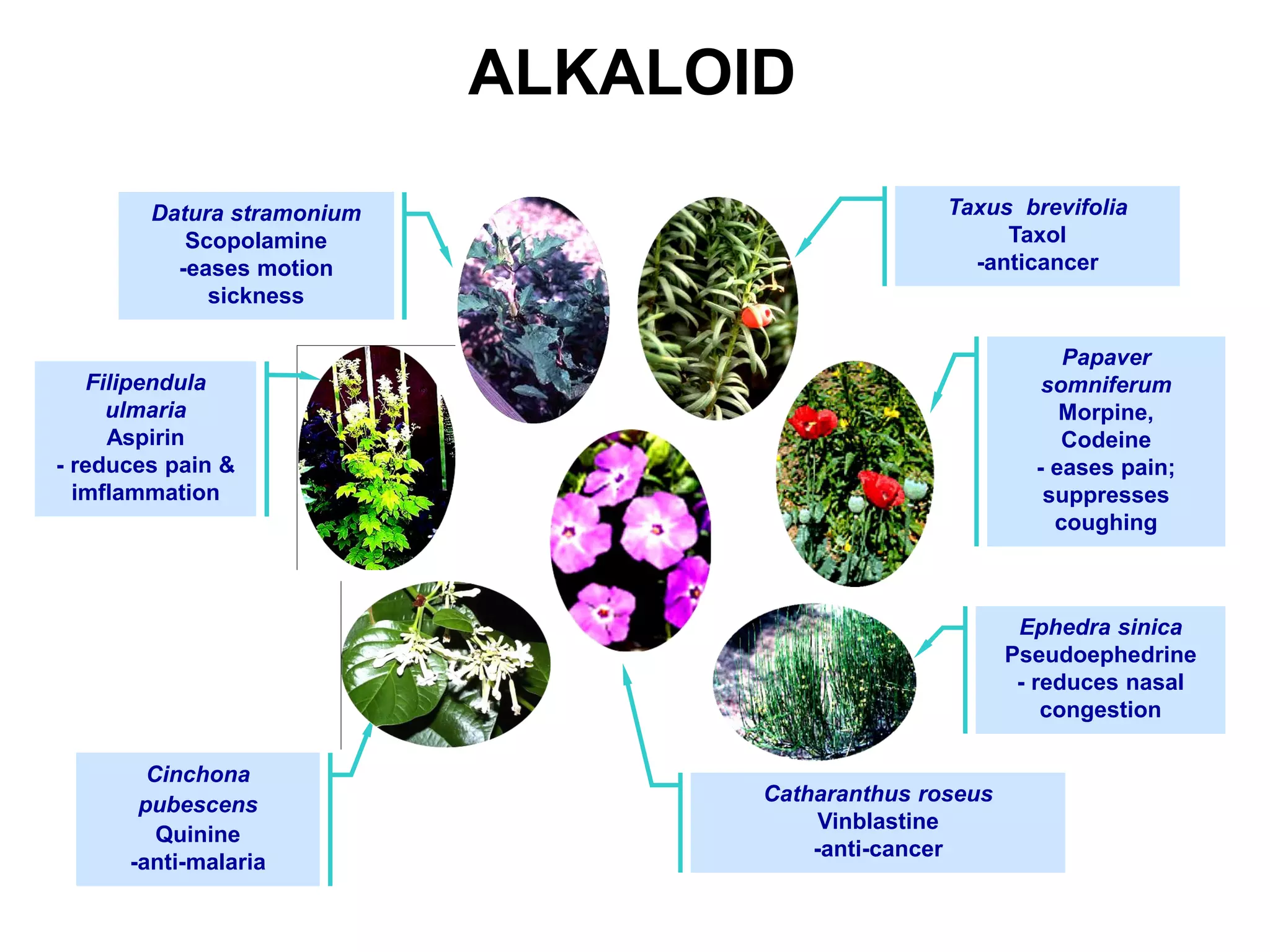 Golongan alkaloid | PDF