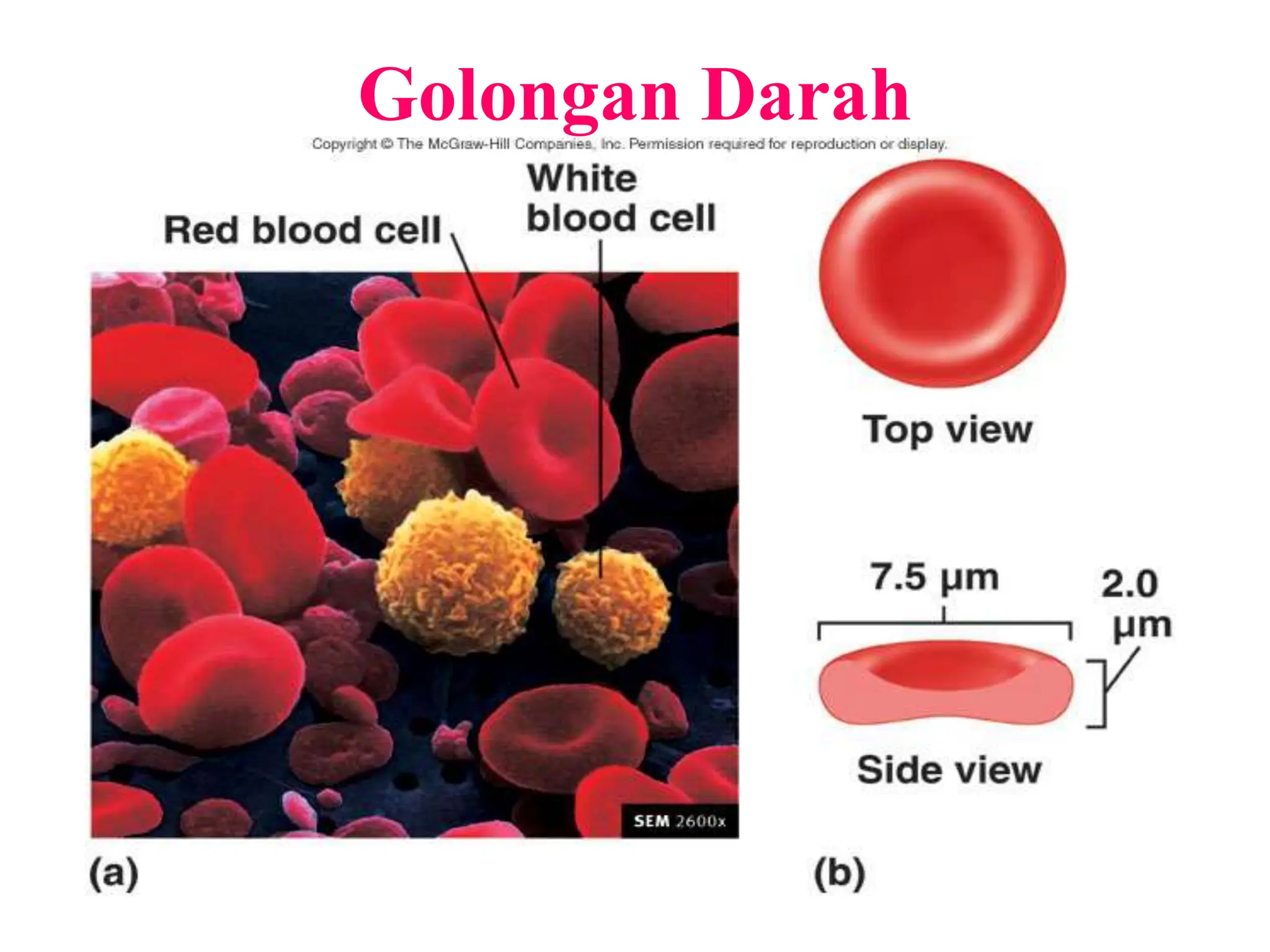GOLONGAN DARAH MANUSIA DIKELOMPOKKAN MENJADI GOLONGAN DARAH A, B, DAN ...