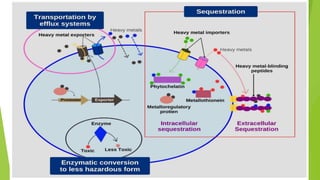 Heavy metal tolerance in microbes....... | PDF