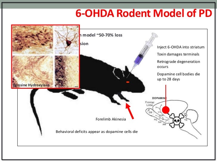 Gombash Neuroscience Seminar 2011