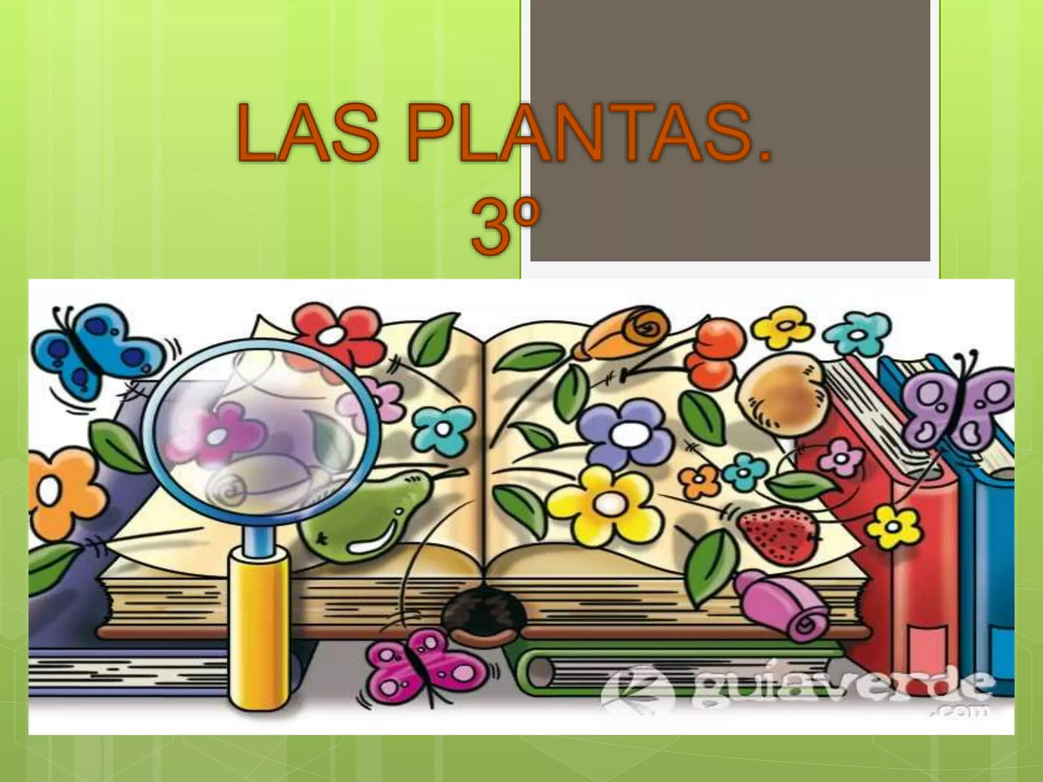Las plantas | PPT