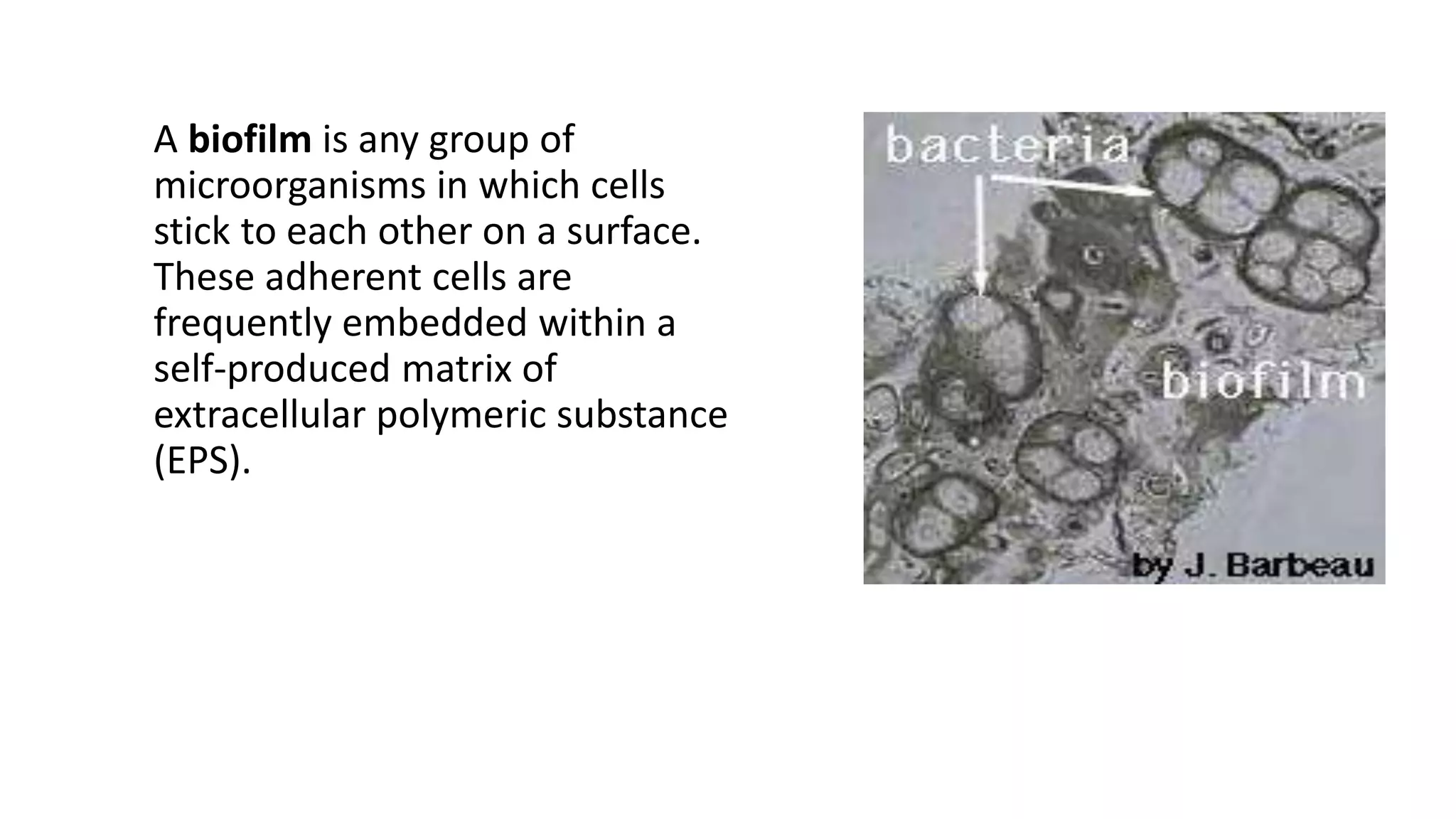 Formation Structure and Internal Functions of Microbial mats And Biofilms | PPTX