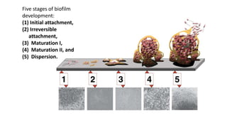 Formation Structure and Internal Functions of Microbial mats And Biofilms | PPTX