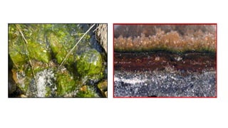 Formation Structure and Internal Functions of Microbial mats And Biofilms | PPTX