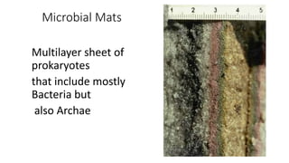 Formation Structure and Internal Functions of Microbial mats And Biofilms | PPTX