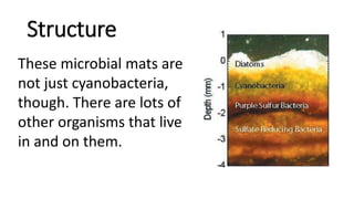 Formation Structure and Internal Functions of Microbial mats And Biofilms | PPTX