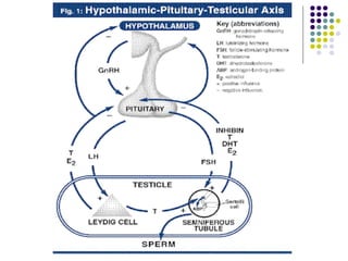 Gonadal function and dysfunction | PPT