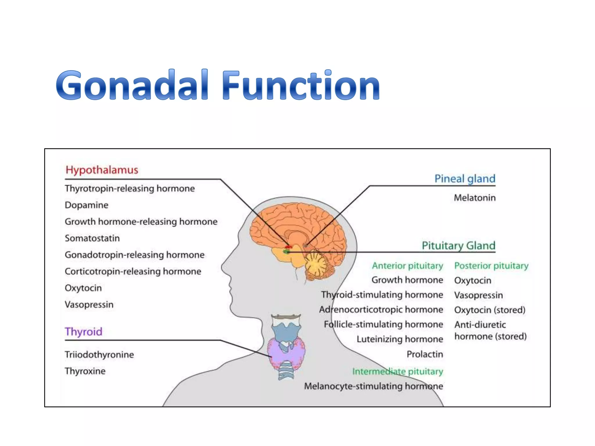 Gonadal function | PPTX
