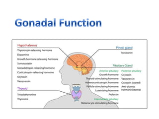 Gonadal function | PPTX