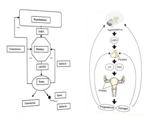 Gonadal function | PPTX