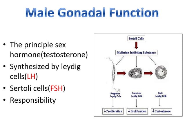 Gonadal function | PPTX
