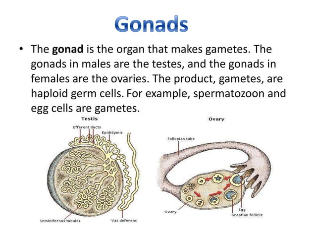 Gonadal Function Ppt