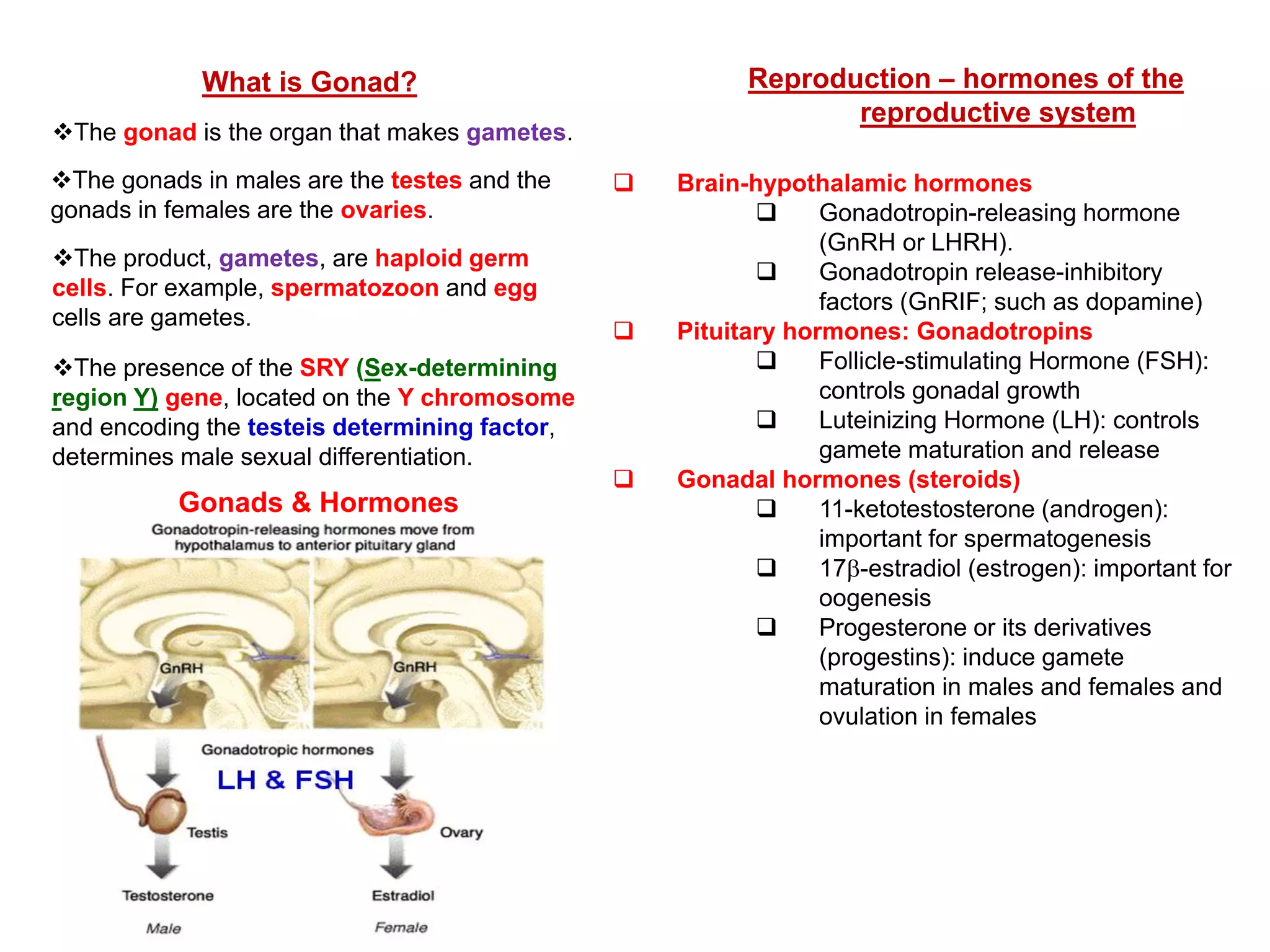 Gonadal hormone | PDF