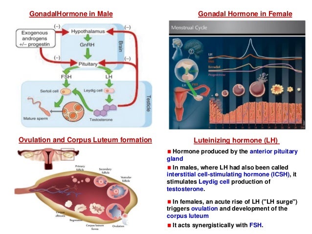 Gonadal Hormone