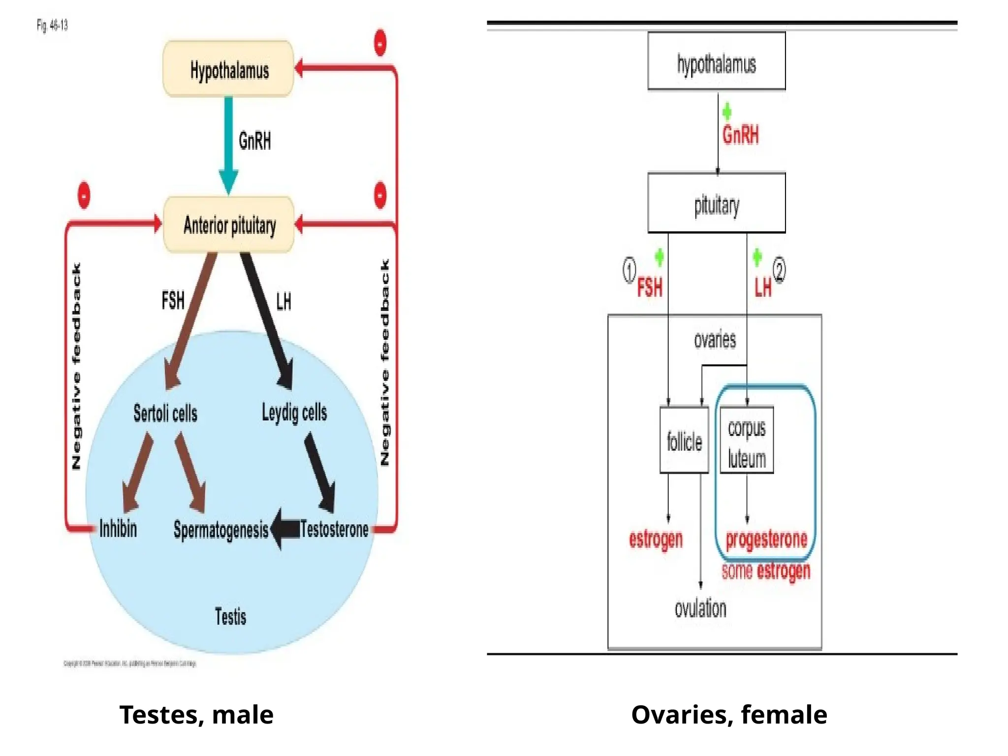 gonadal hormone - functions and disorders .pptx