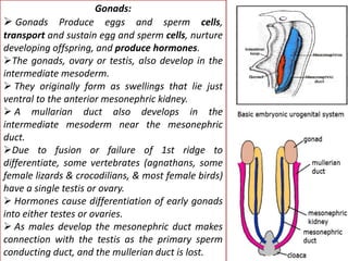 Gonads Ovaries And Testes