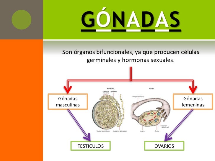GONADAS