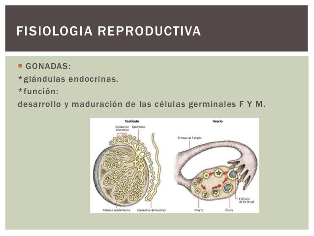 Gonadas femeninas y masculinas