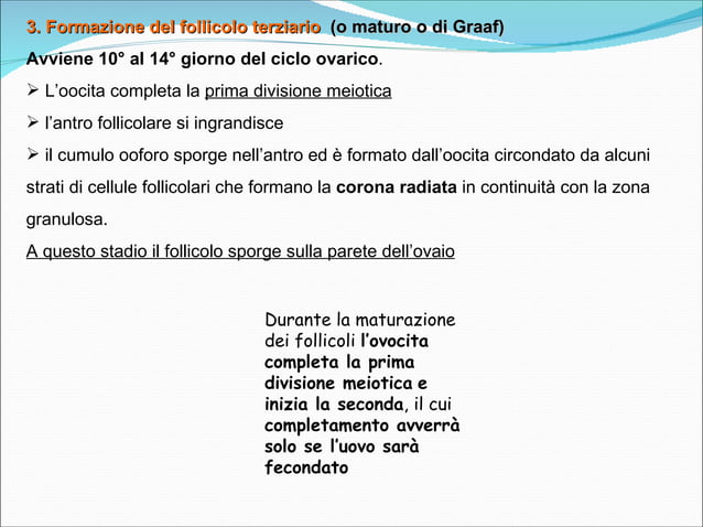 Gonadi femminili: Le ovaie | PPT