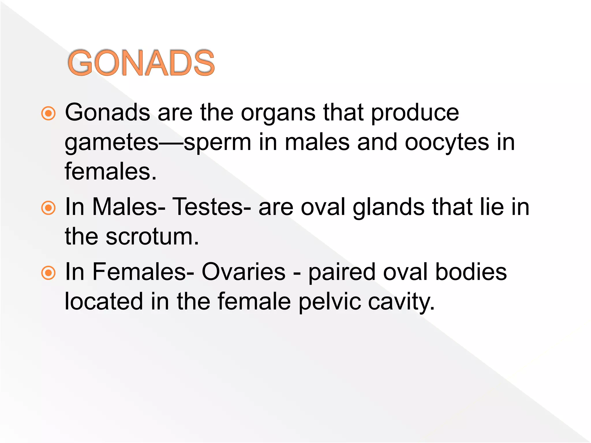 Gonads- Secretion, Function and Regulation | PPT