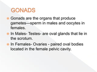 Gonads- Secretion, Function and Regulation | PPT