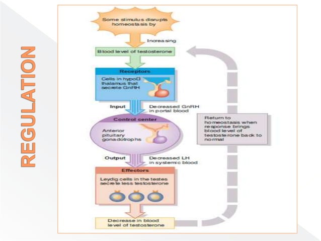 Gonads- Secretion, Function and Regulation | PPT