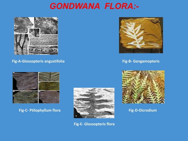 Gondwana Flora