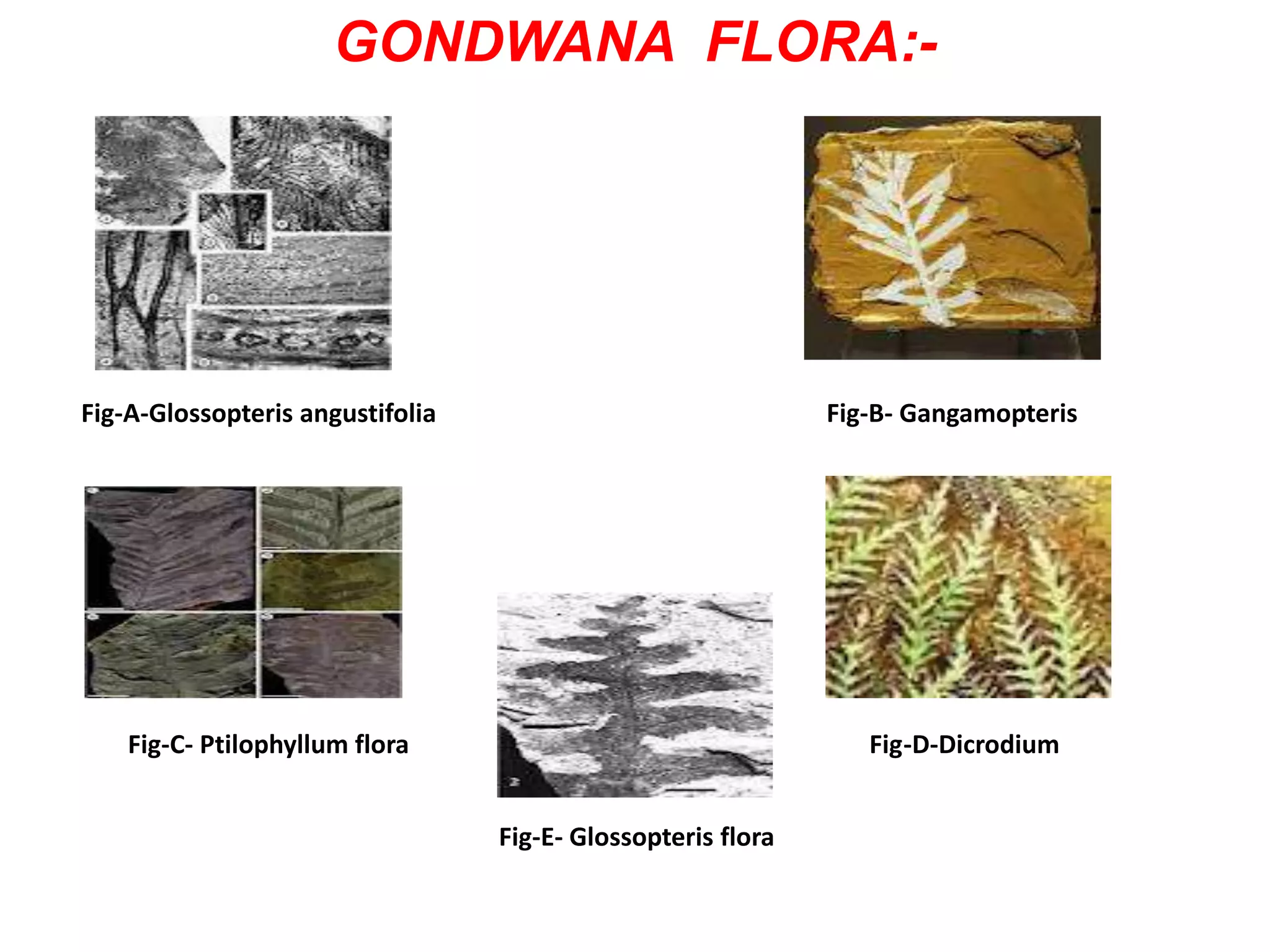 Gondwana Supergroup B.Sc.Sem IV Paper II.pptx
