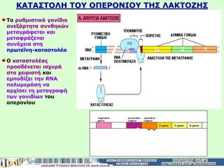 Gonidiaki ritmisi | PPTX