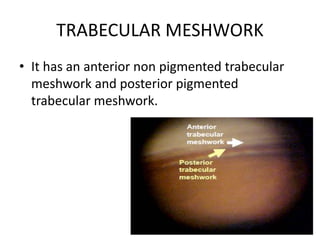 Gonioscopy | PPTX