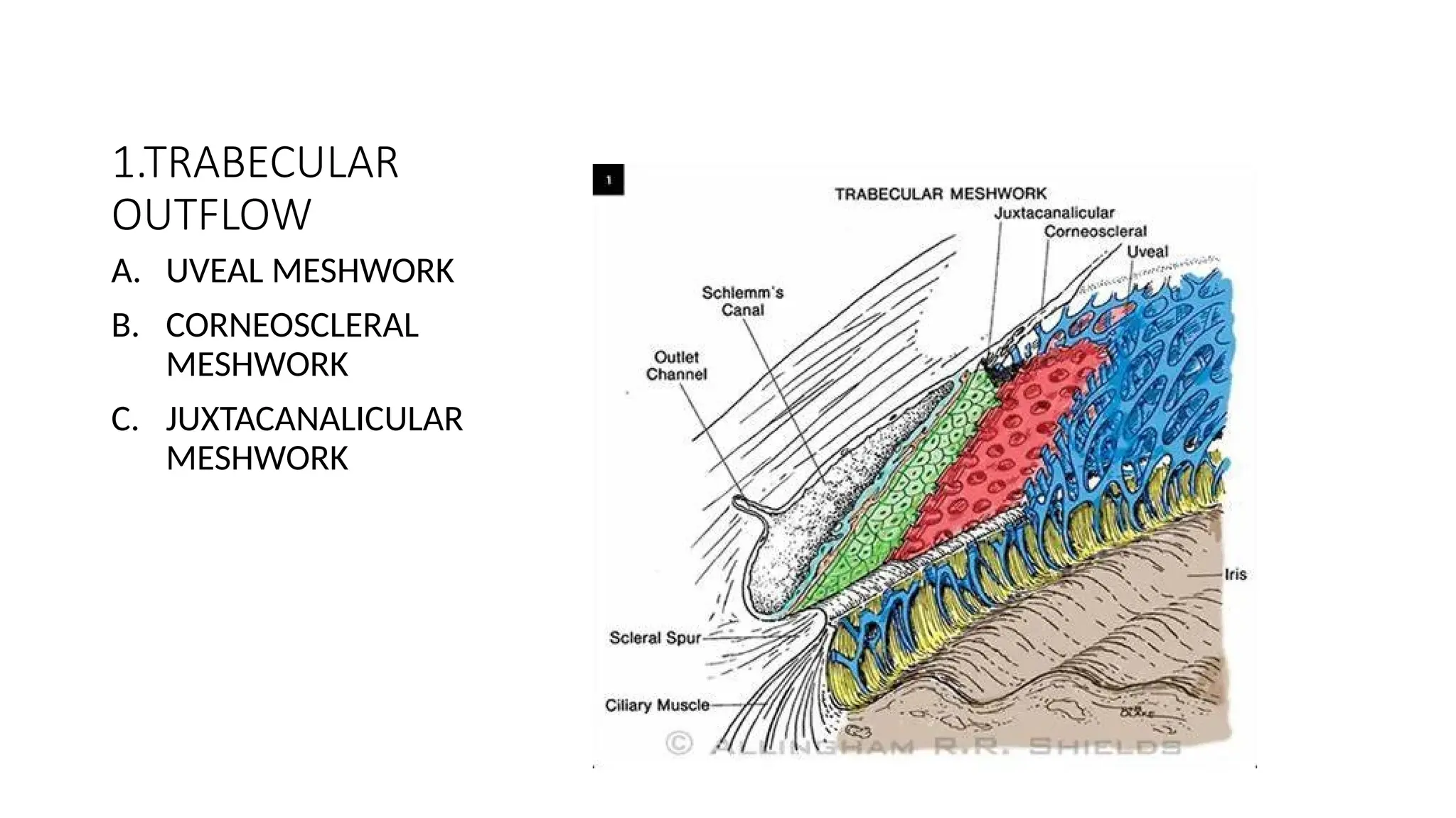 GONIOSCOPY AND ANATOMY OF ANTERIOR CHAMBER.pptx