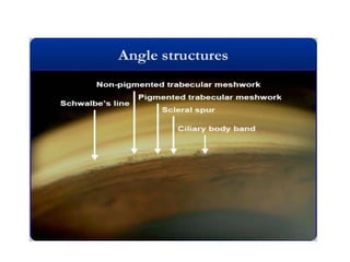 gonioscopy and its method and findings . | PPTX