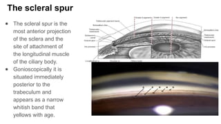 goniscopy.. power point presentation for opthalmology resident | PPTX