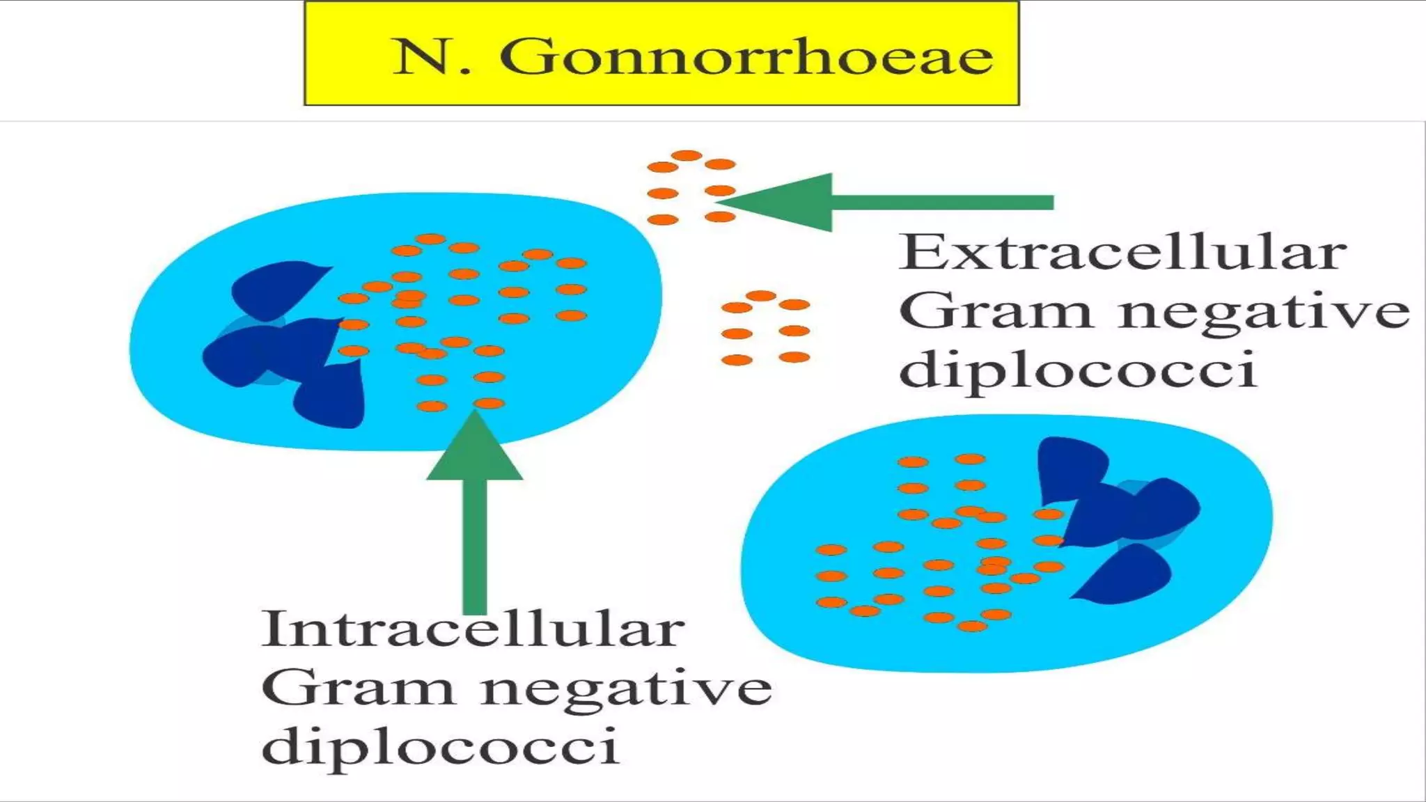 Gonococcal infection | PPTX