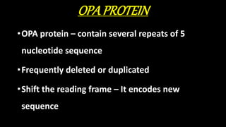 Gonococcal infection | PPTX