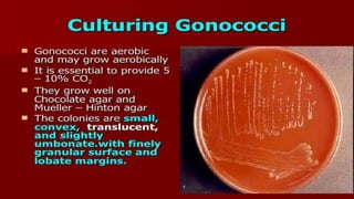 Gonococcal infection | PPTX